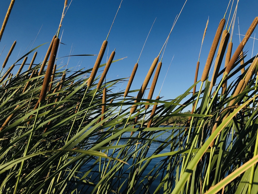 southern cattail from Mexicali, BC , MX on May 19, 2021 at 07:02 PM by ...