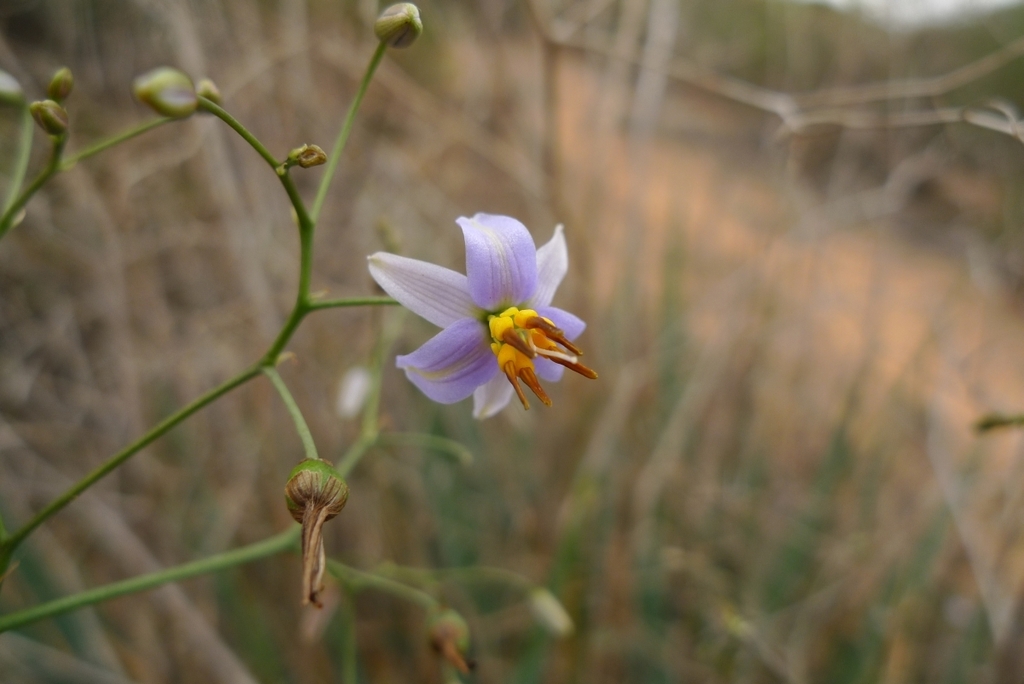 Blueberry Lily from Western Australia, Kalbarri. on September 02, 2014 ...