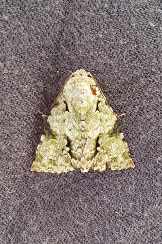 Thalatha dinawa · iNaturalist