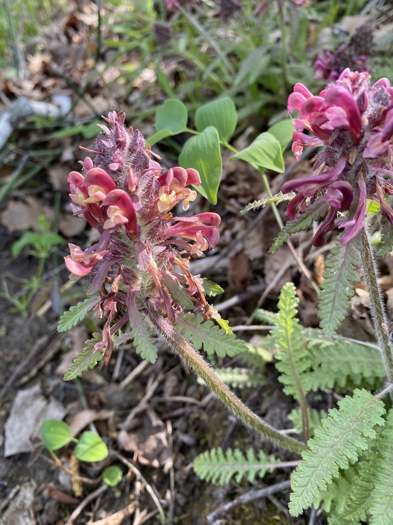 Canadian lousewort from Hamilton, ON, CA on May 18, 2021 at 03:50 PM by ...