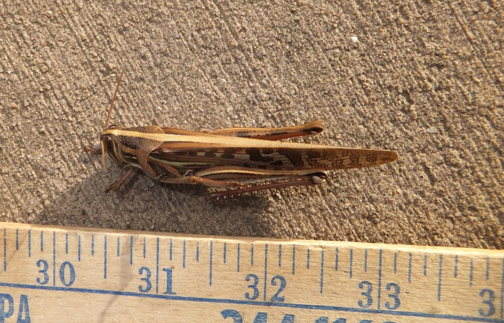 American Bird Grasshopper from Kansas City, MO, USA on May 19, 2021 at ...