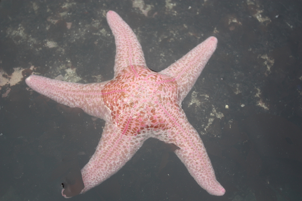 Giant Pink Sea Star from W Point Ave, Half Moon Bay, California, US on ...