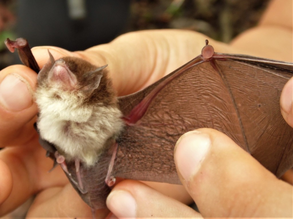 Spix's Disk-winged Bat (Thyroptera tricolor) - Know Your Mammals