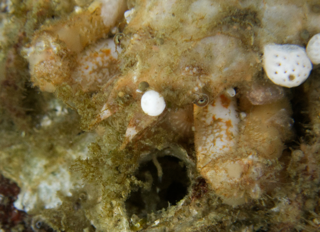 Sharpnose Crab from Oak Bay, BC, Canada on May 15, 2021 at 07:09 PM by ...