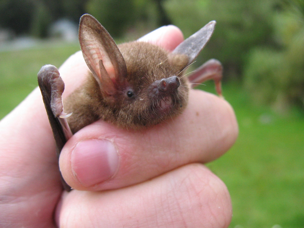 New Zealand Lesser Short-tailed Bat (Mystacina tuberculata) - Know Your ...