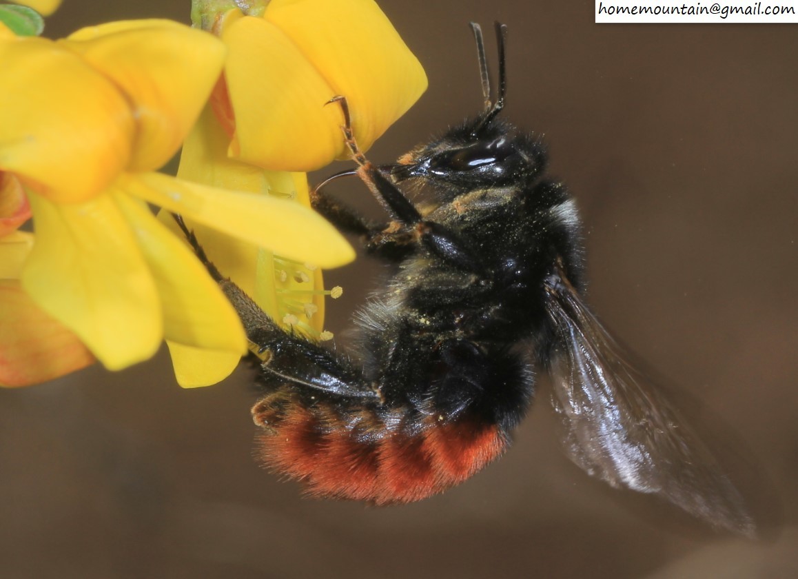Bombus pyrosoma Morawitz, 1889