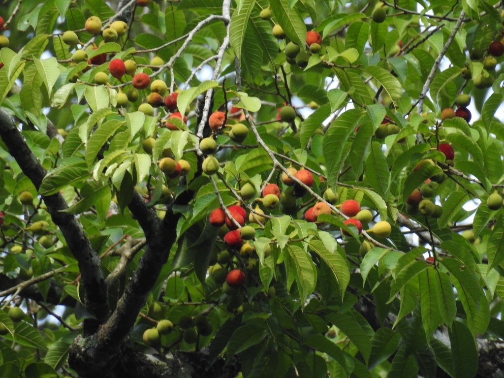 Upas tree from Tamil Nadu 642105, India on May 12, 2021 at 07:58 AM by ...