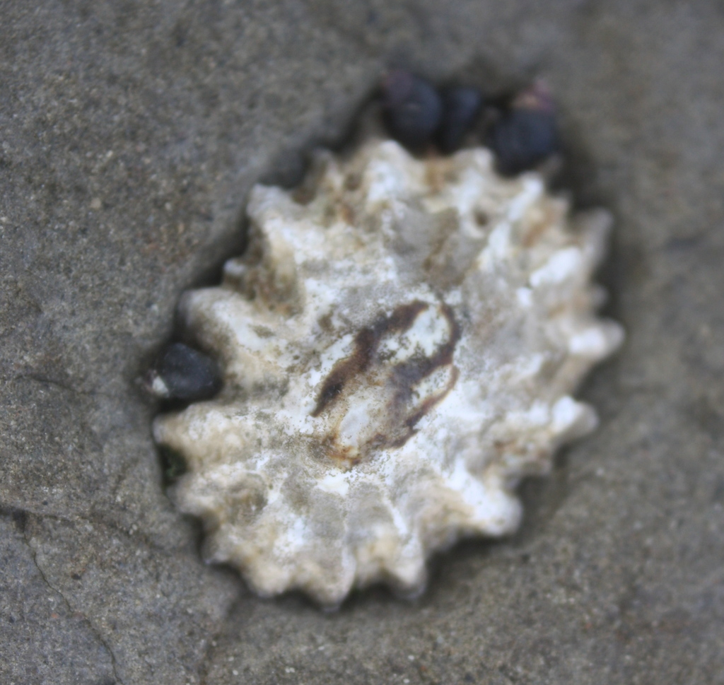 Rough Limpet (China Cove Organisms) · iNaturalist