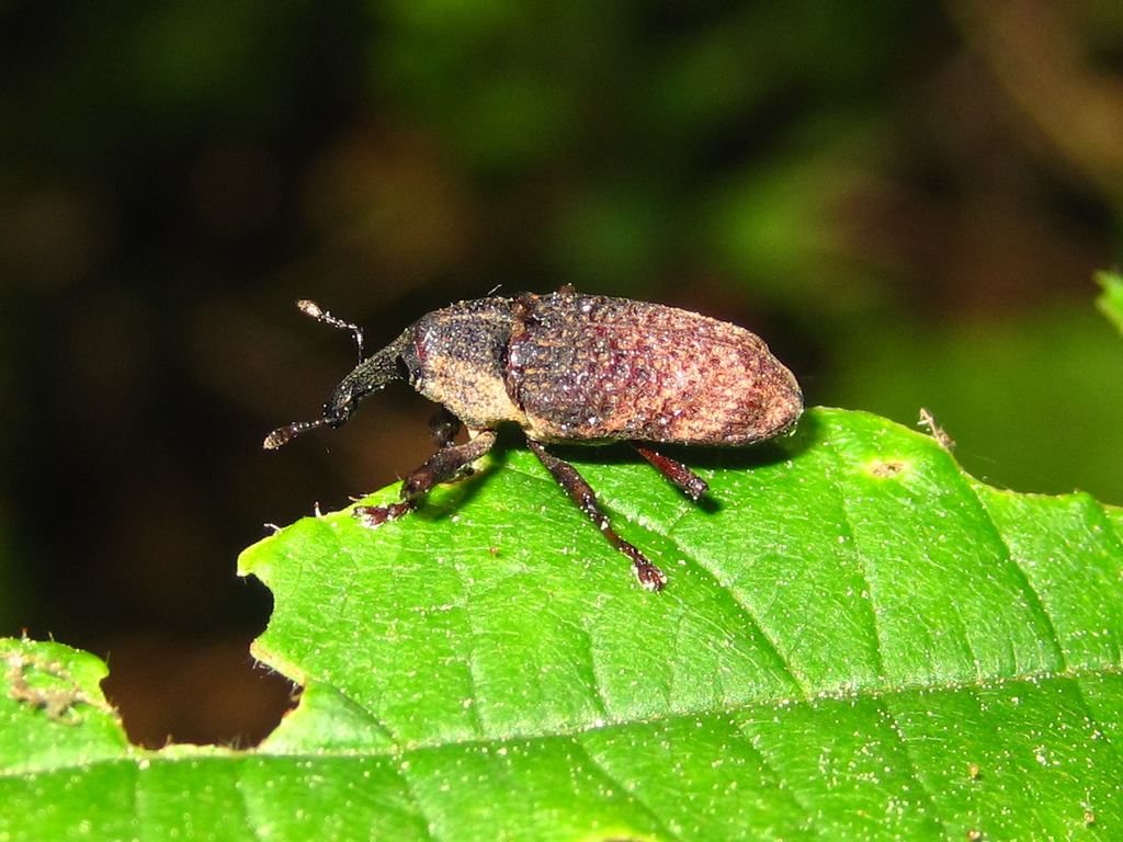 Merus erro from 대한민국 충청남도 아산시 배방읍 on May 20, 2012 by onidiras ...