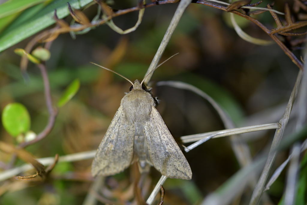 Northern armyworm from Hongoeka, Porirua 5026, New Zealand on May 15 ...