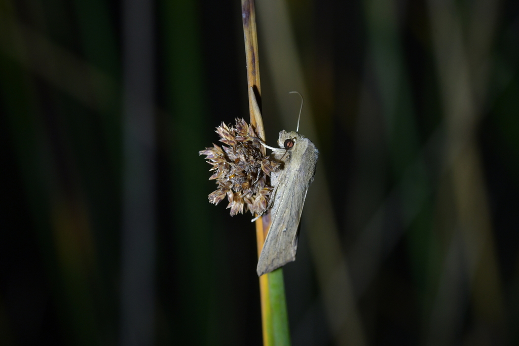 Northern armyworm from Hongoeka, Porirua 5026, New Zealand on May 15 ...