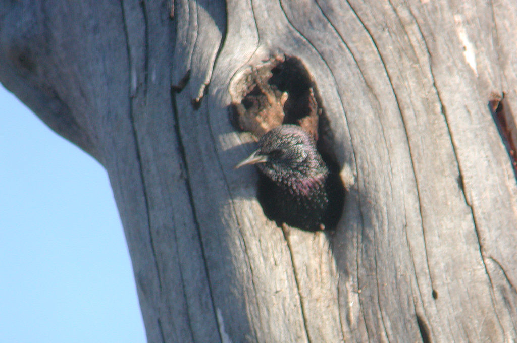 European Starling from Miami Whitewater Wetlands, Hamilton County, OH ...