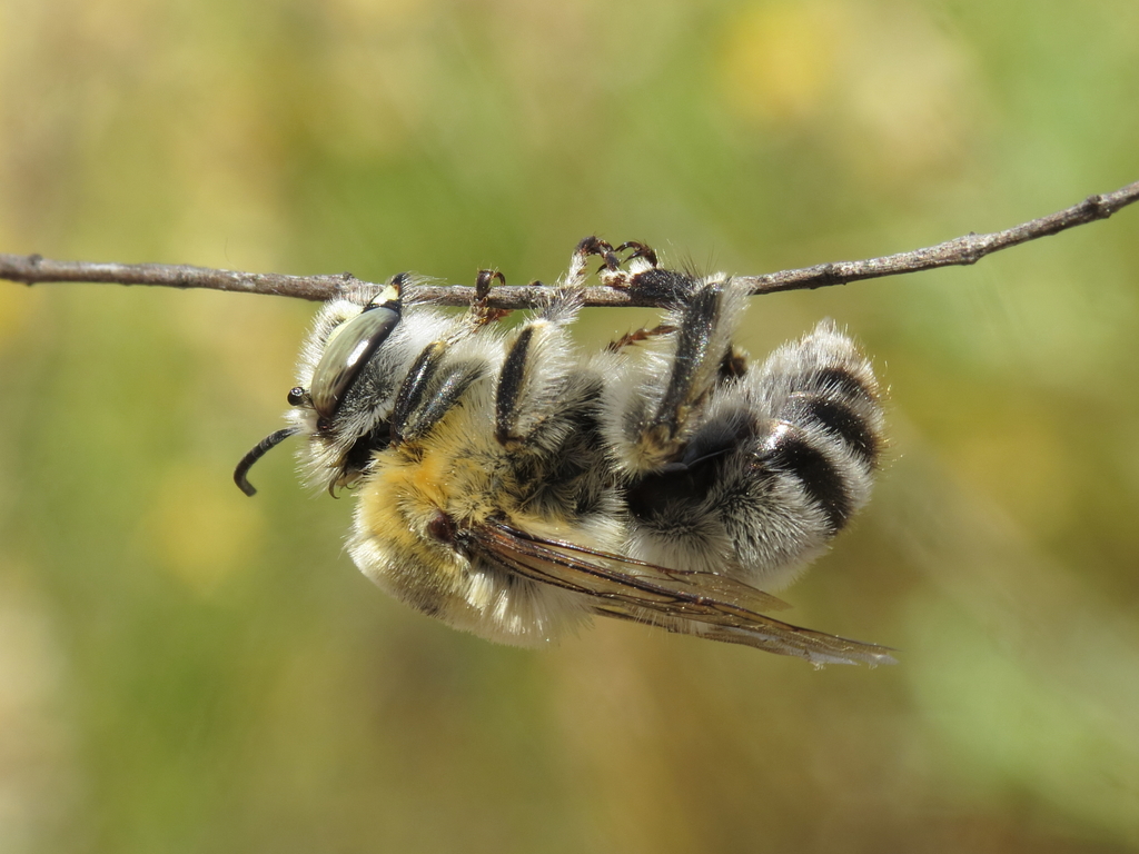 Four-banded Flower Bee from Granada, Spain on June 24, 2019 at 03:09 PM ...