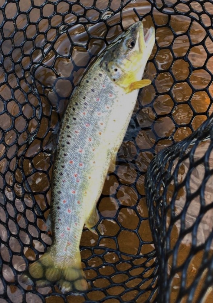 Brown Trout from Waterville, NS, CA on May 18, 2021 at 09:18 AM by ...