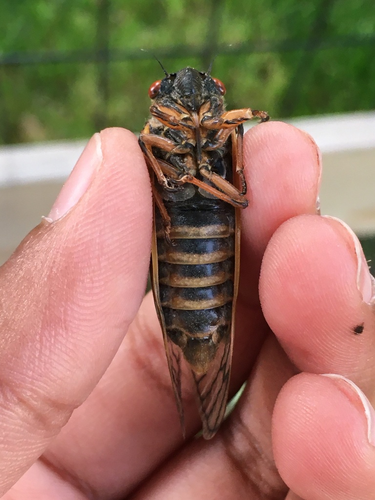 Pharaoh Cicada from Soft Thunder Trail, Columbia, MD, US on May 20 ...