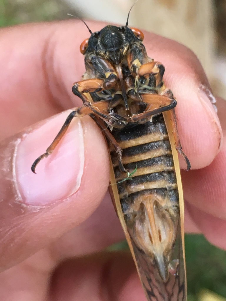Pharaoh Cicada from Burnt Mountain Path, Columbia, MD, US on May 20 ...