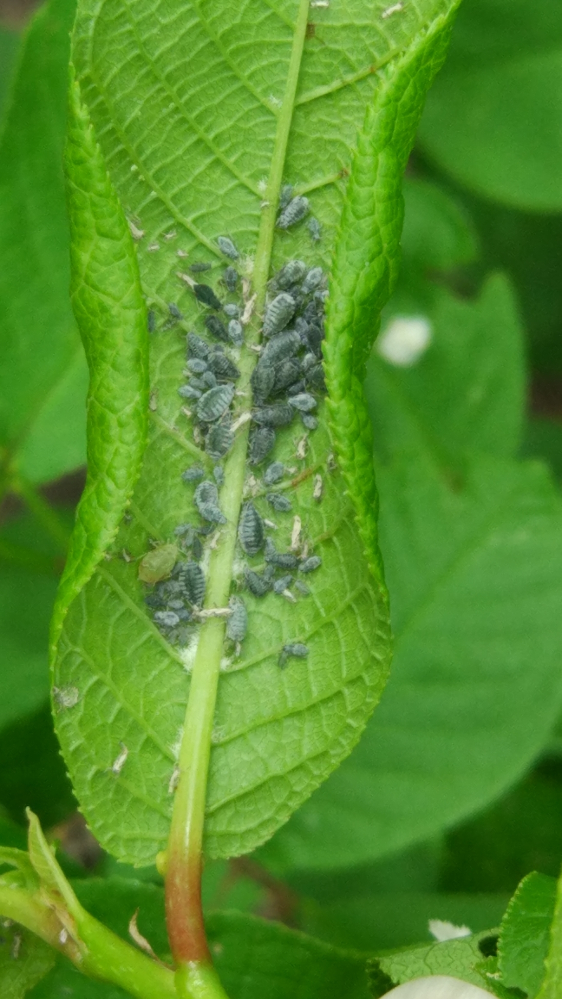 Rhopalosiphum padi (Linnaeus, 1758)