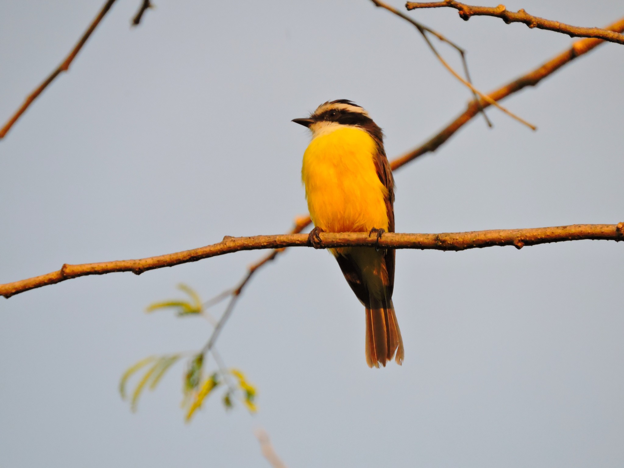 Phelpsia inornata (Lawrence, 1869)