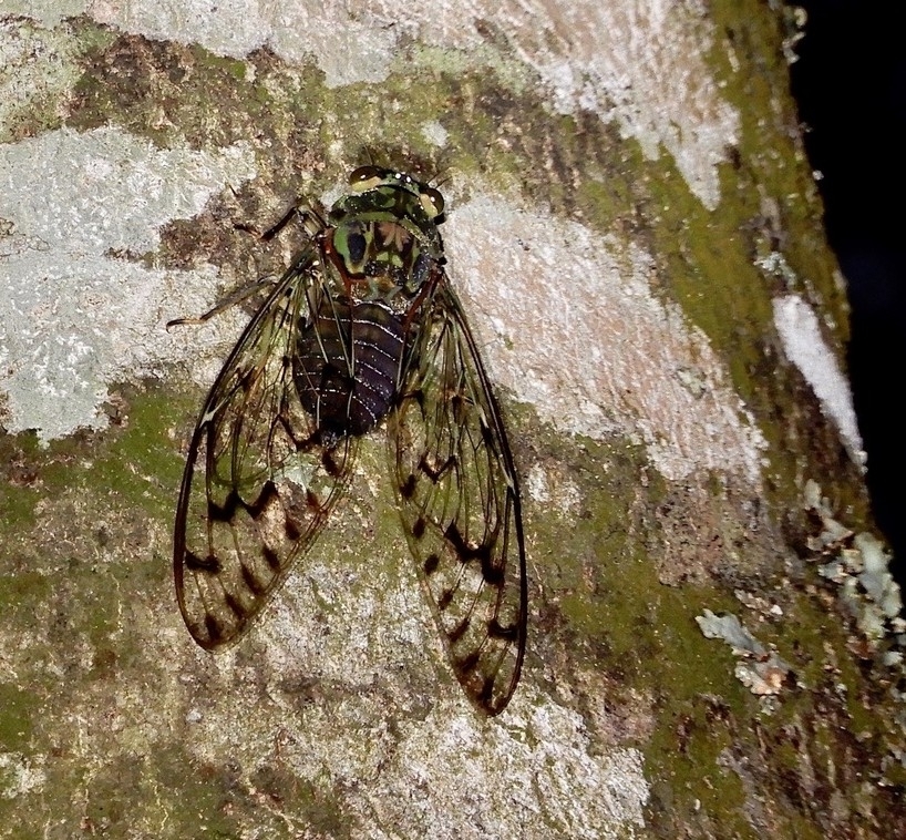 Pomponia linearis (Walker, 1850)