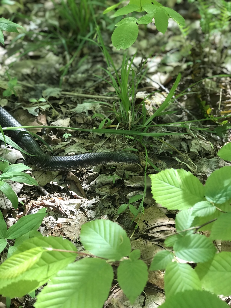 Gray Ratsnake from Cuyahoga Valley National Park, Peninsula, OH, US on ...