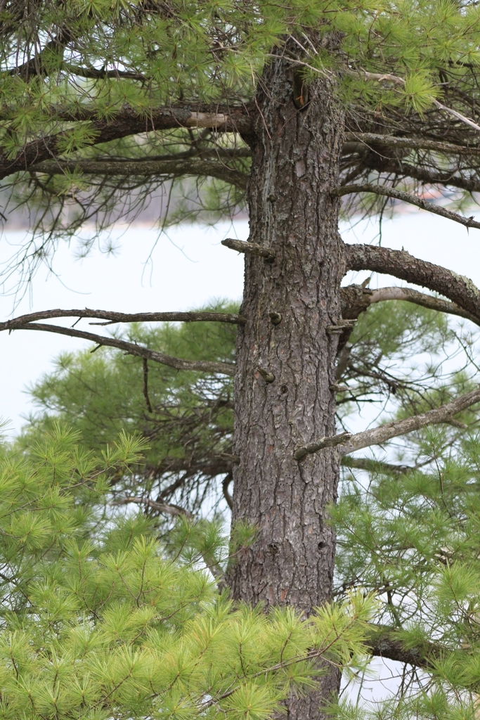 eastern white pine from Algoma District, ON, Canada on May 19, 2021 at ...