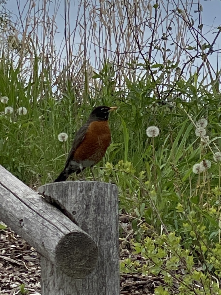 American Robin from Gordon Park, Milwaukee, WI, US on May 20, 2021 at ...