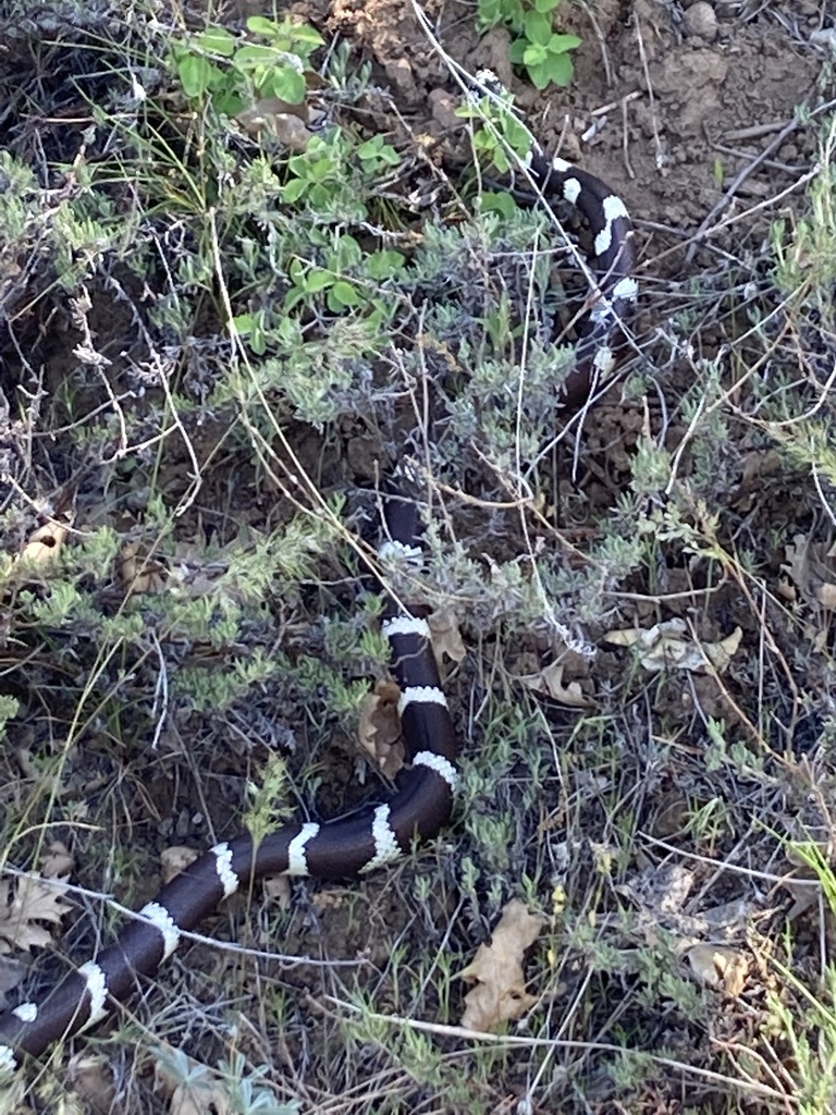 California King Snake from Cuyamaca Rancho State Park, Descanso, CA, US ...
