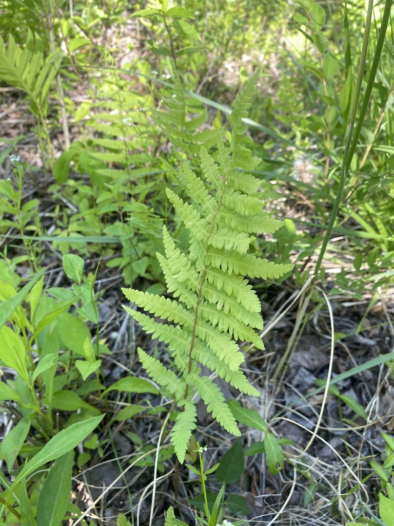 Eastern American marsh fern from Lilly Pond Rd, King And Queen Court ...