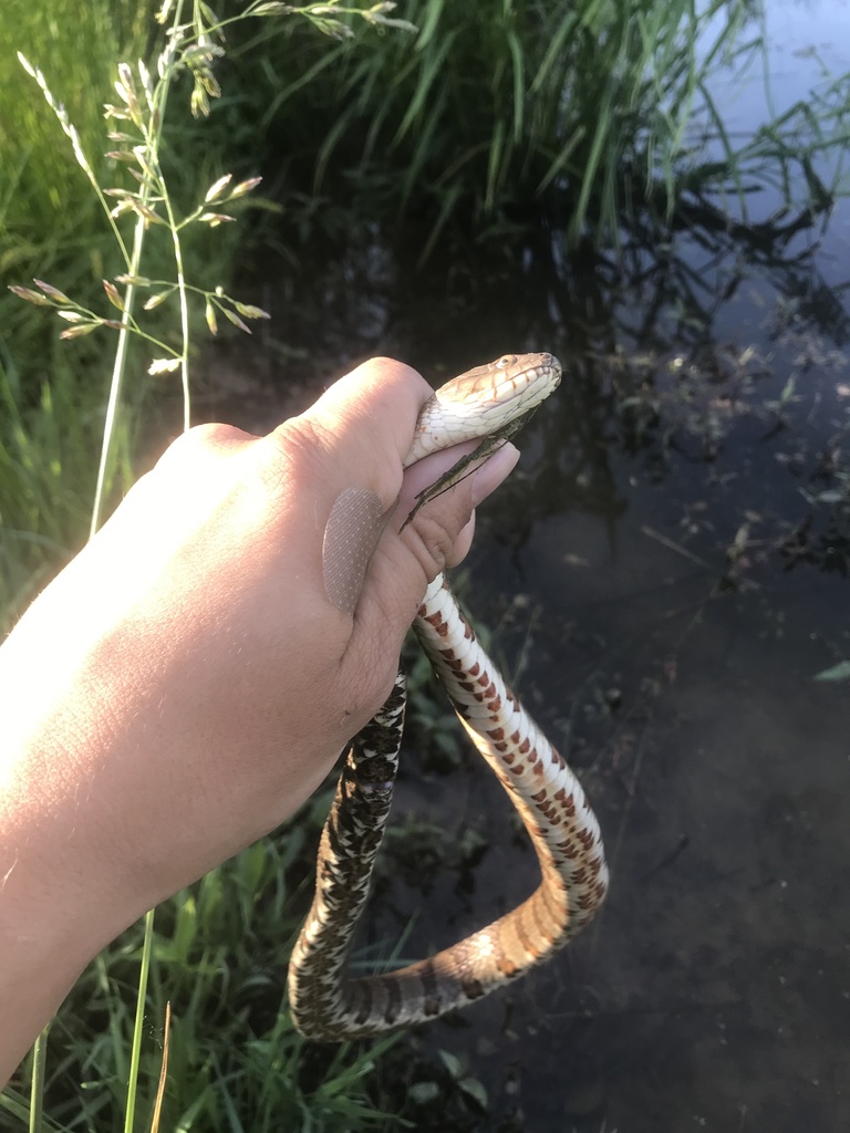 Midland Watersnake from Shawnee National Forest, Carbondale, IL, US on ...