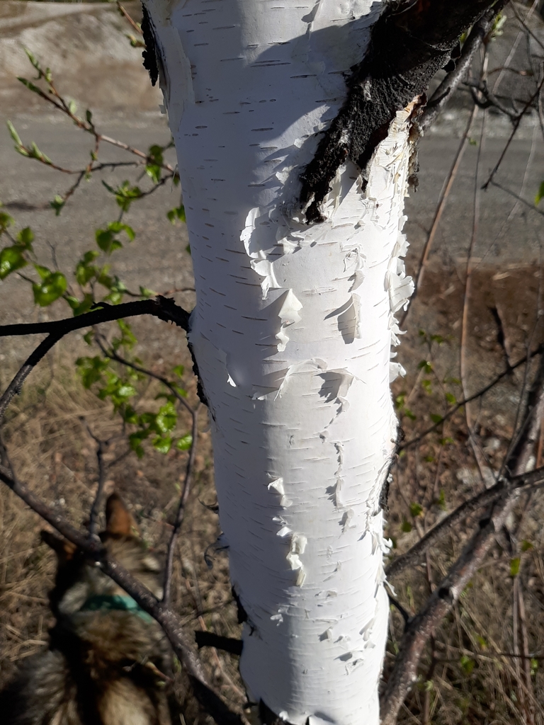 Alaska Paper Birch (Betula neoalaskana) - Botanical Realm