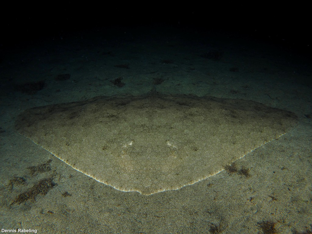 Spiny Butterfly Ray (Gymnura altavela) - Marine Life Identification
