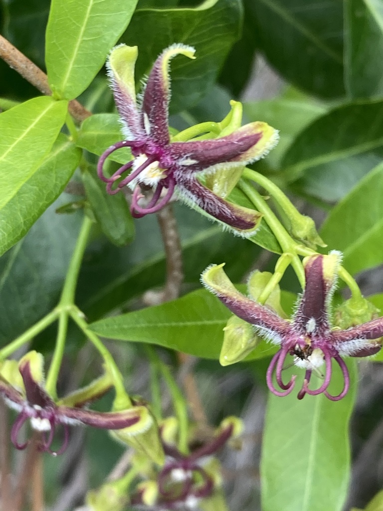 Silkvine From Fort Supply OK US On May 20 2021 At 12 33 PM By silkvine-from-fort-supply-ok-us-on-may-20-2021-at-12-33-pm-by