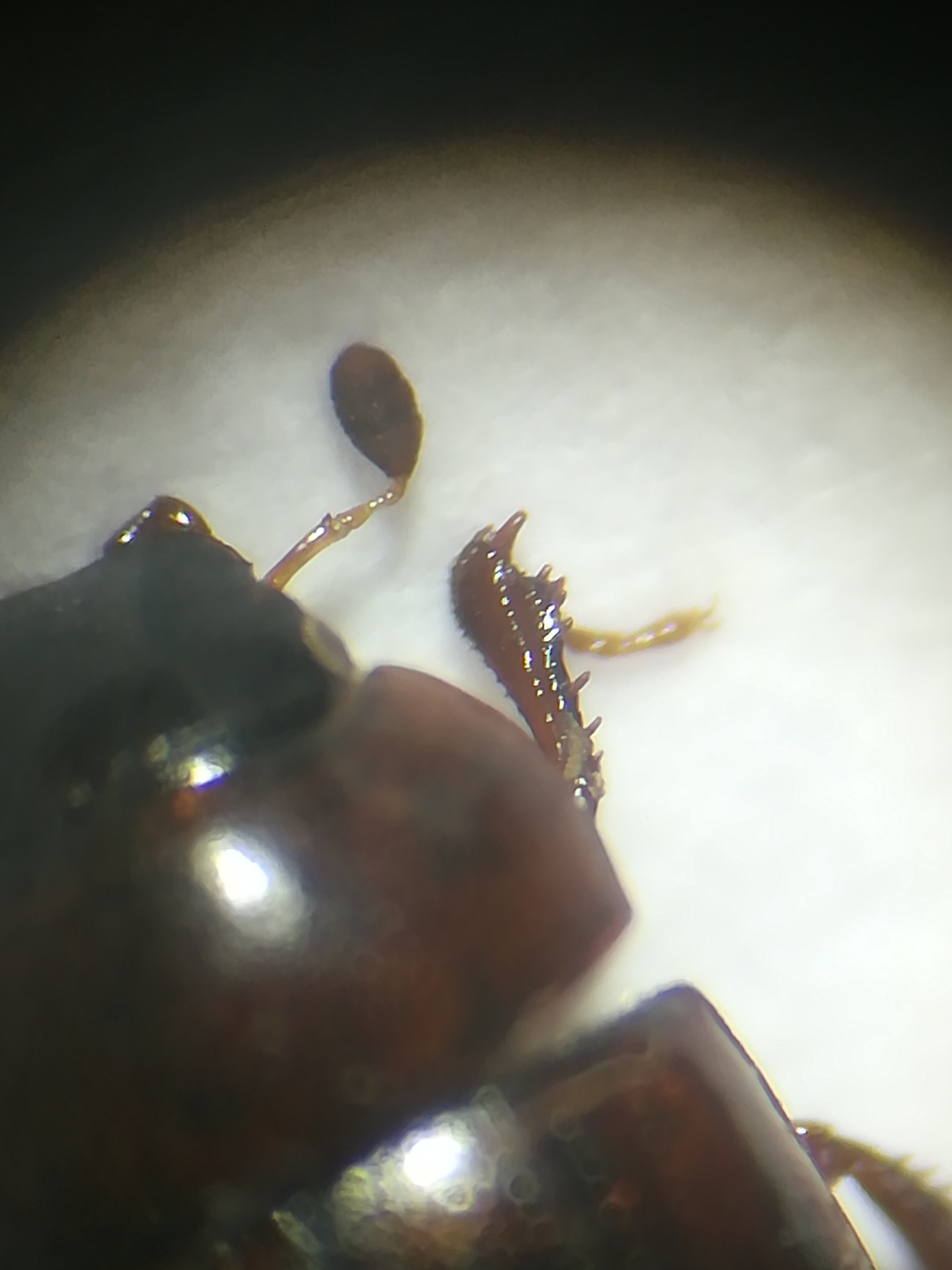 Cercyon littoralis (Gyllenhal, 1808)