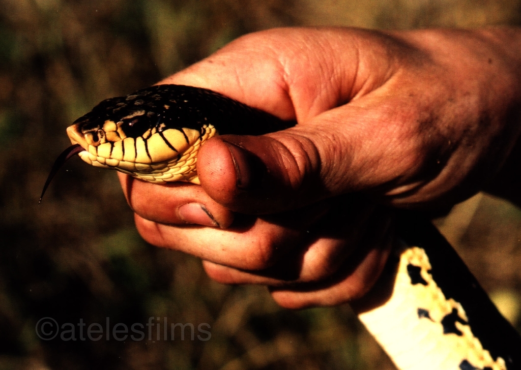 Giant Madagascan Hognose Snake from Toliara II, Madagascar on July 31 ...
