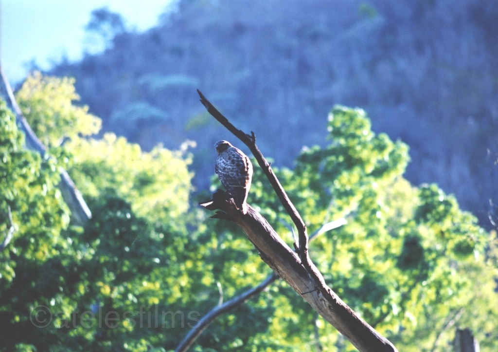Madagascar Buzzard from Atsimo-Andrefana, Madagascar on July 31, 2002 ...