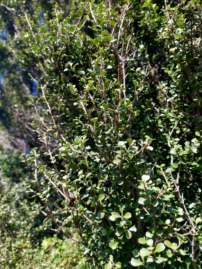 New Zealand Myrtle from South Wairarapa, NZ-WG, NZ on May 20, 2021 at ...