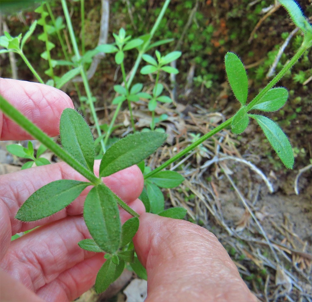 Hairy bedstraw from LBJ Grasslands, Alvord, TX, USA on April 10, 2021 ...