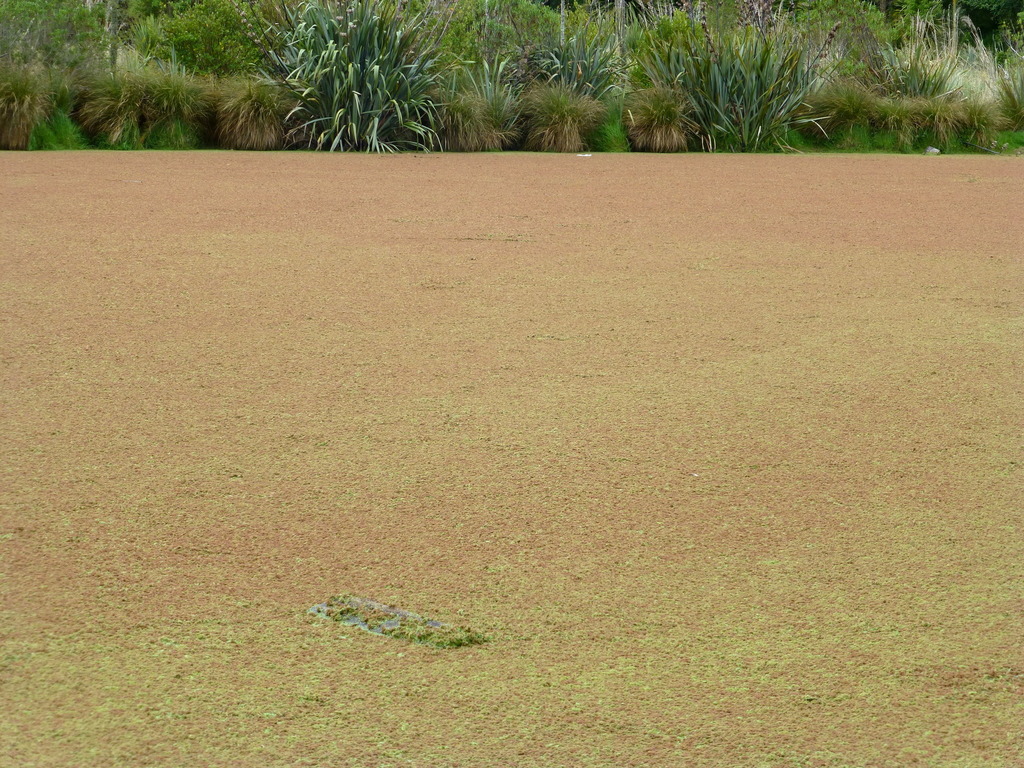 Red Azolla (Azolla rubra) - Botanical Realm