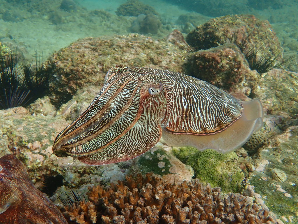 Pharaoh Cuttlefish from Snoopy Island - United Arab Emirates on March ...