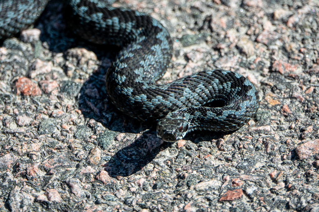 Adder from Arvika N, Schweden on May 20, 2021 at 04:20 PM by Nadja ...