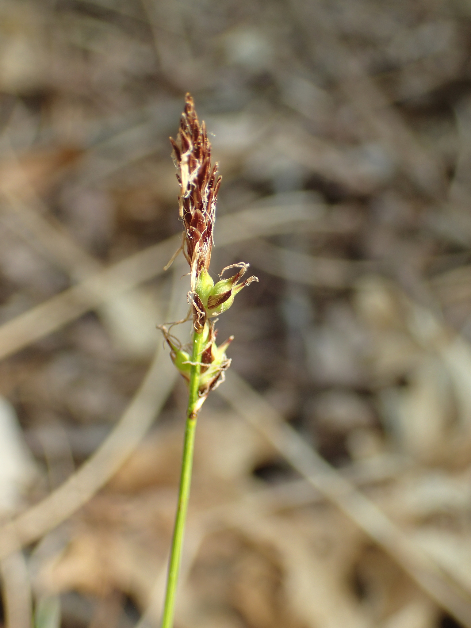 Carex lucorum Willd.