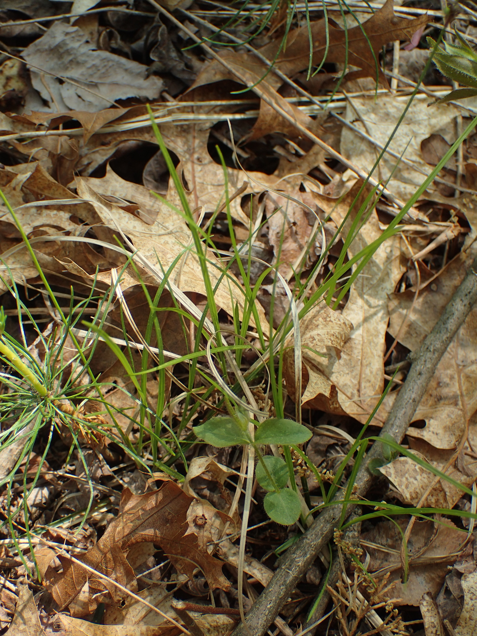 Carex lucorum Willd.
