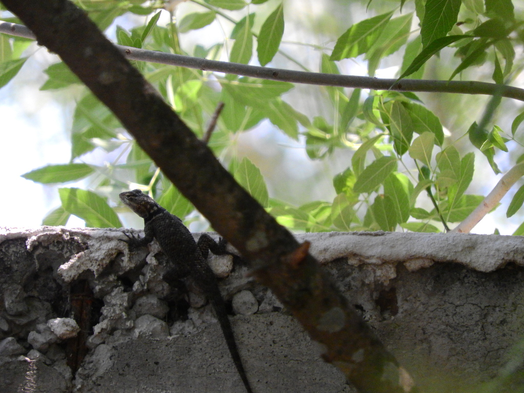 Blue Spiny Lizard from Boca Palma, Santiago, N.L., México on May 16 ...
