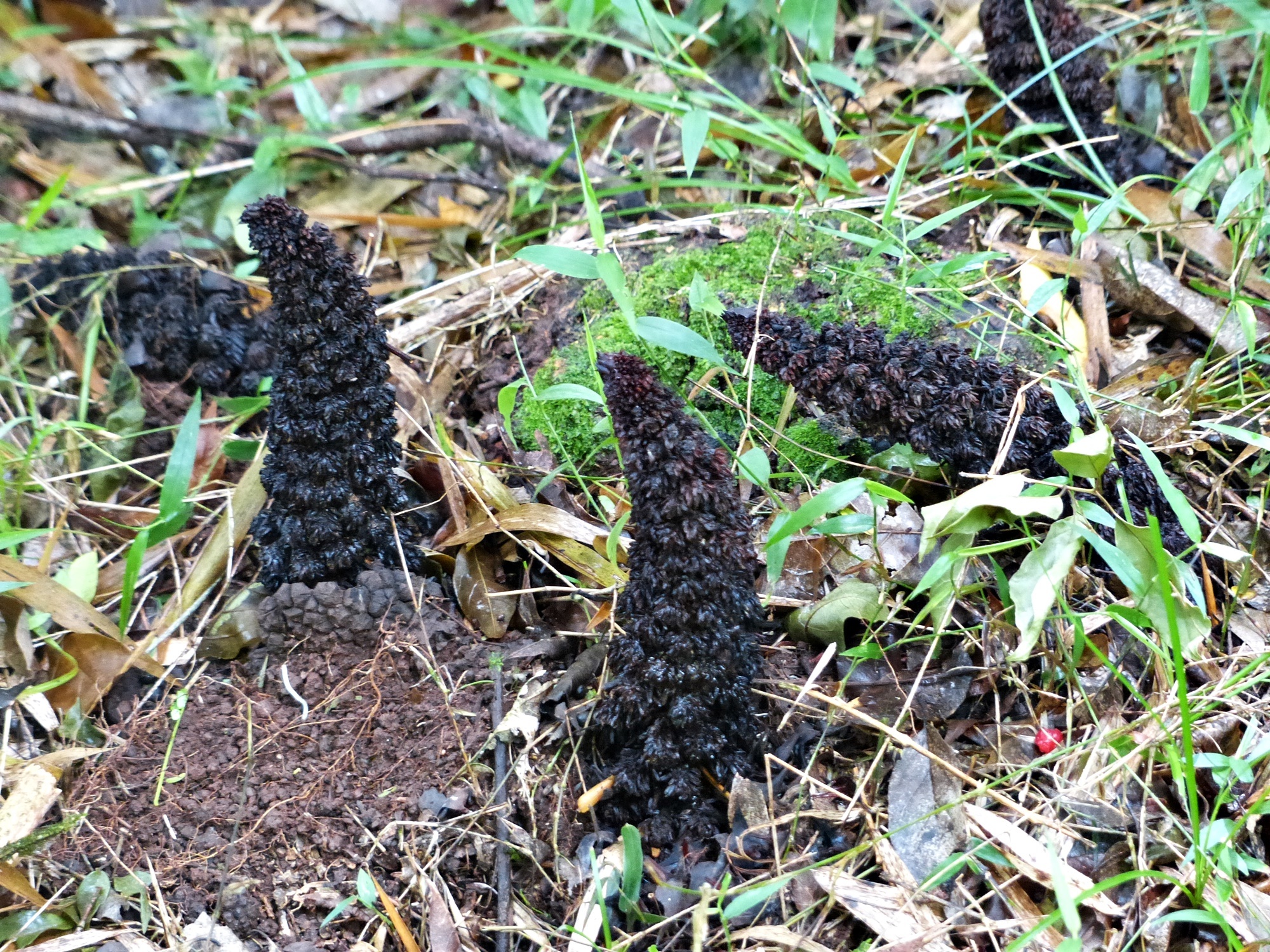 Lophophytum leandri Eichler