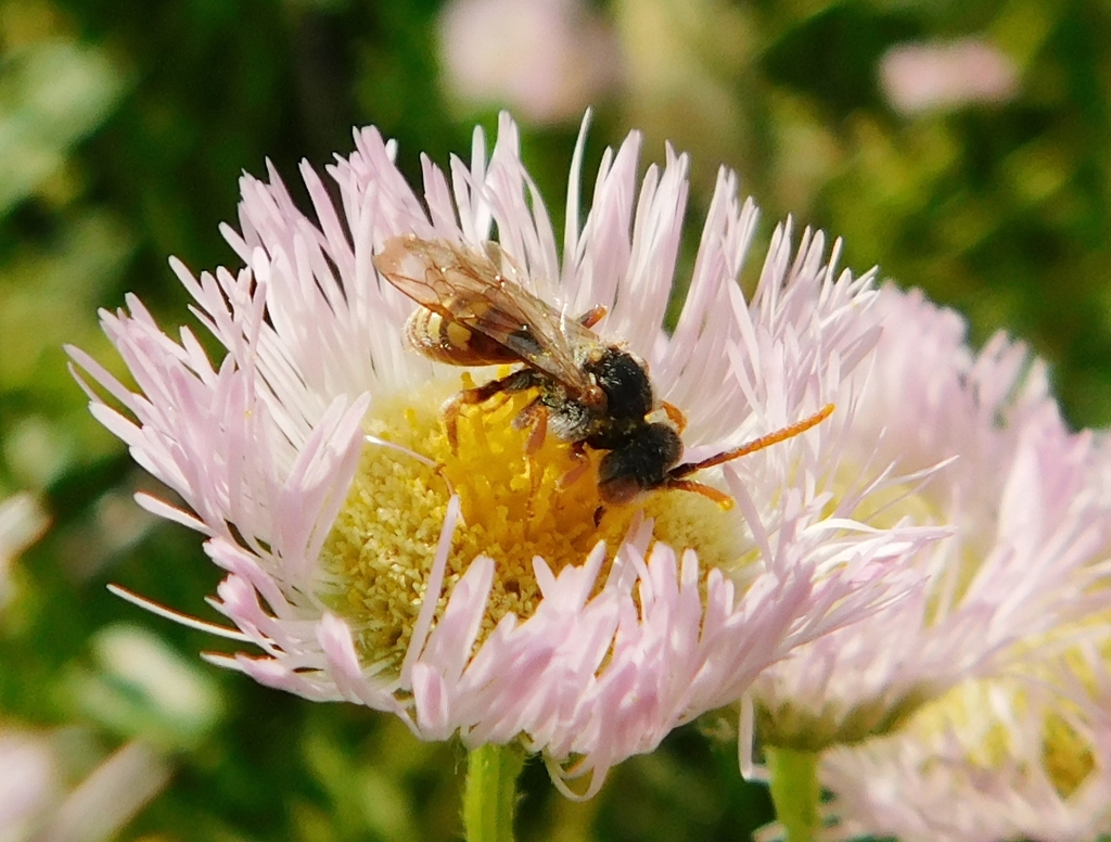 Nomad Bees from Putnam County, TN, USA on May 19, 2021 at 05:21 PM by ...
