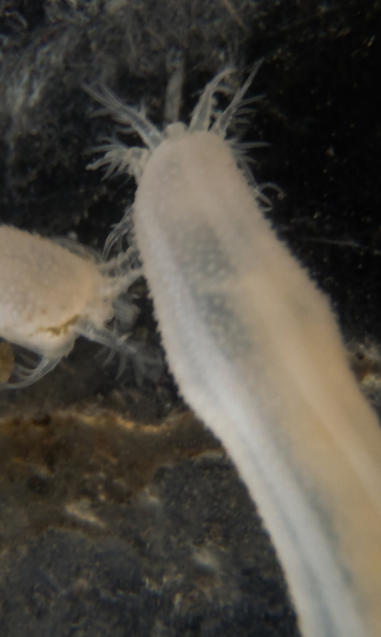 Leptosynapta tenuis (Ayres, 1851)