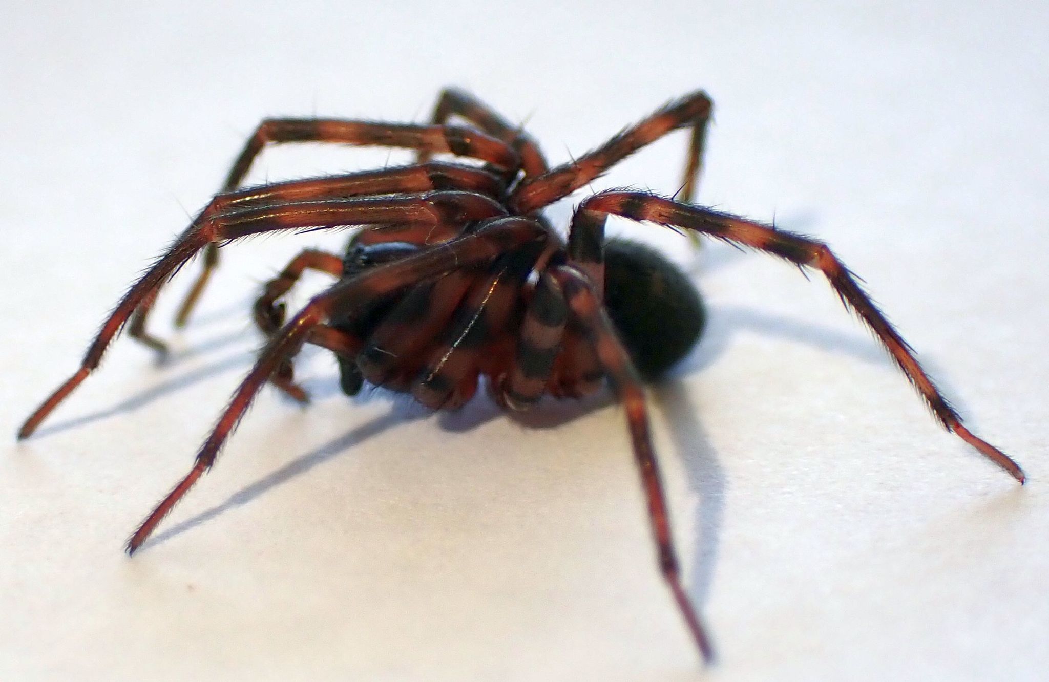 Cybaeus signifer Simon, 1886