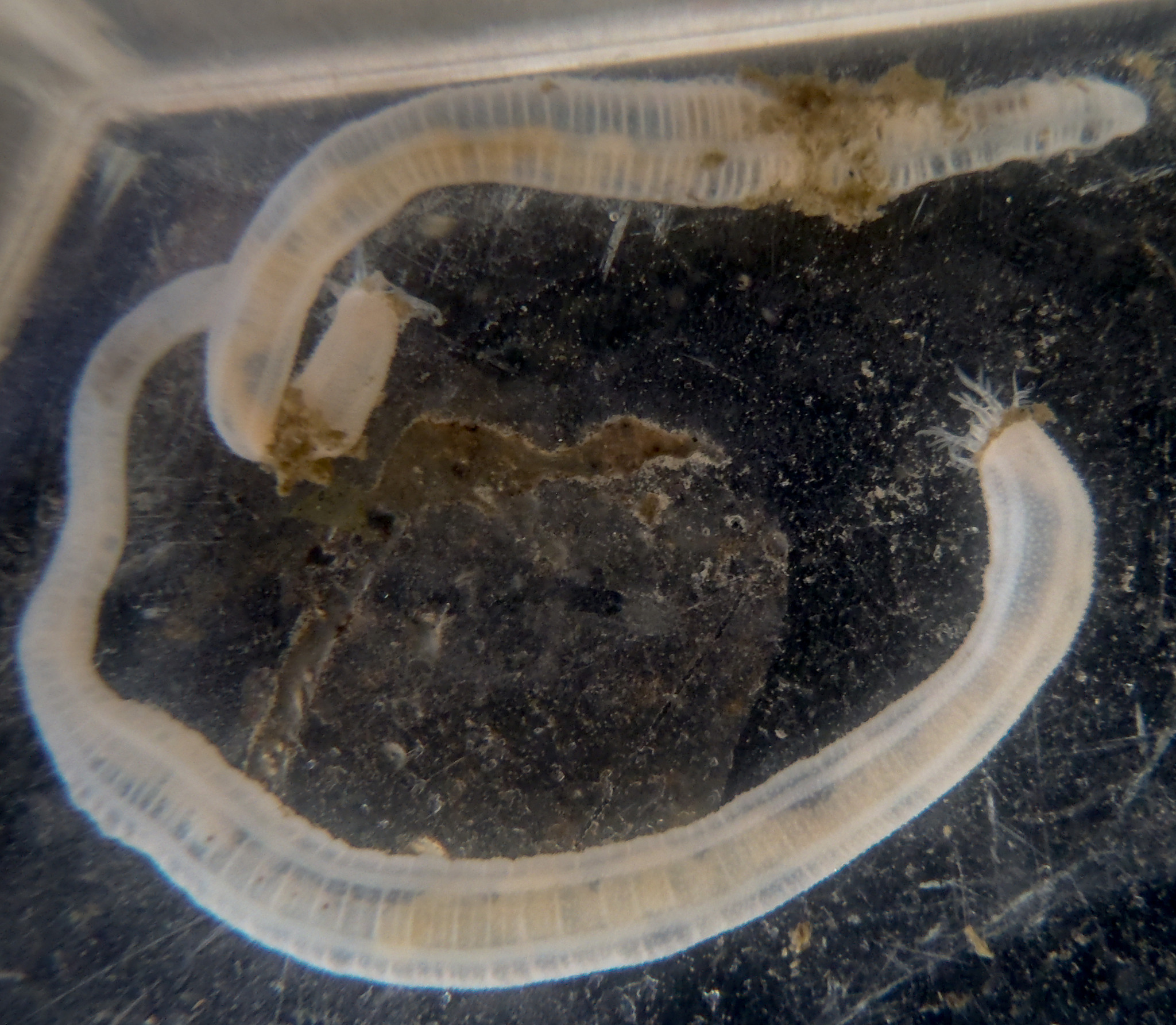 Leptosynapta tenuis (Ayres, 1851)