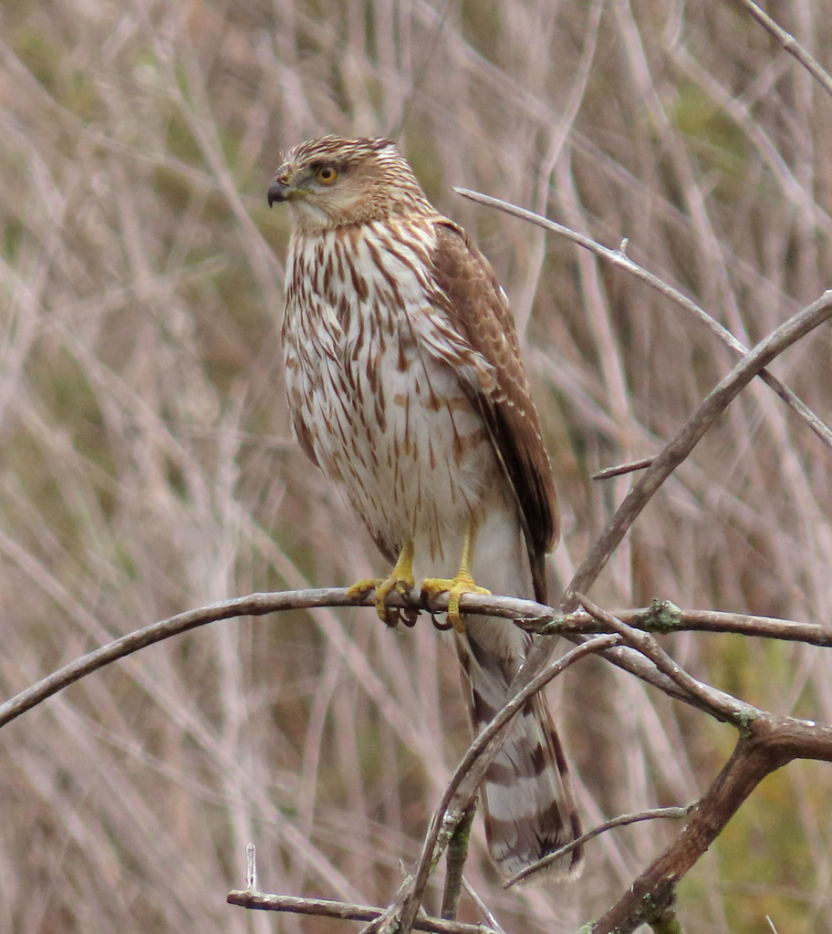 Cooper's Hawk from Mission Viejo, CA, USA on May 16, 2021 at 10:19 AM ...