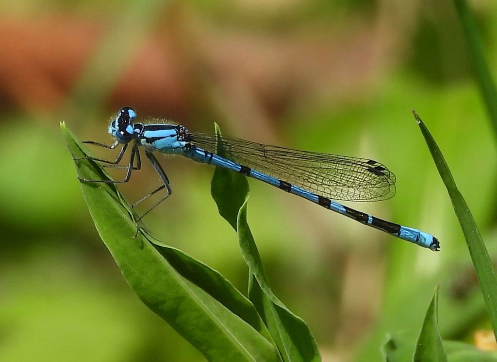 Boreal Bluet from Frontenac, Ontario, Canada on May 20, 2021 at 01:34 ...
